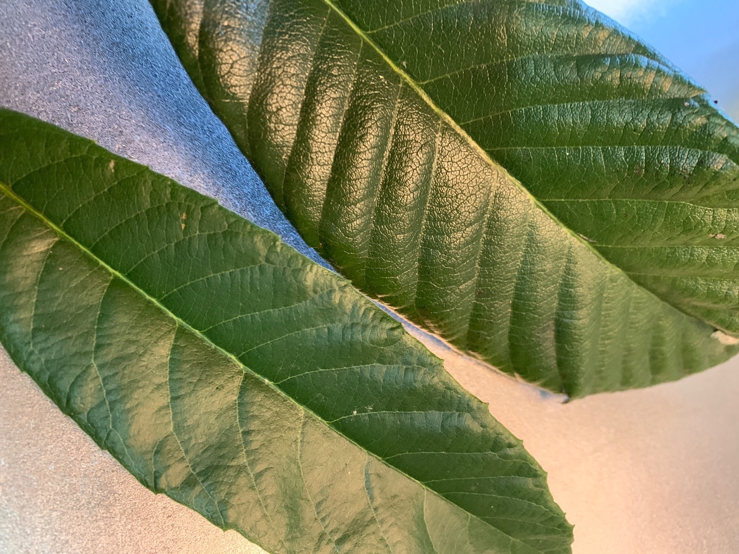 ビワの葉ってこんなに違うの？: ちくわの乳がん日記